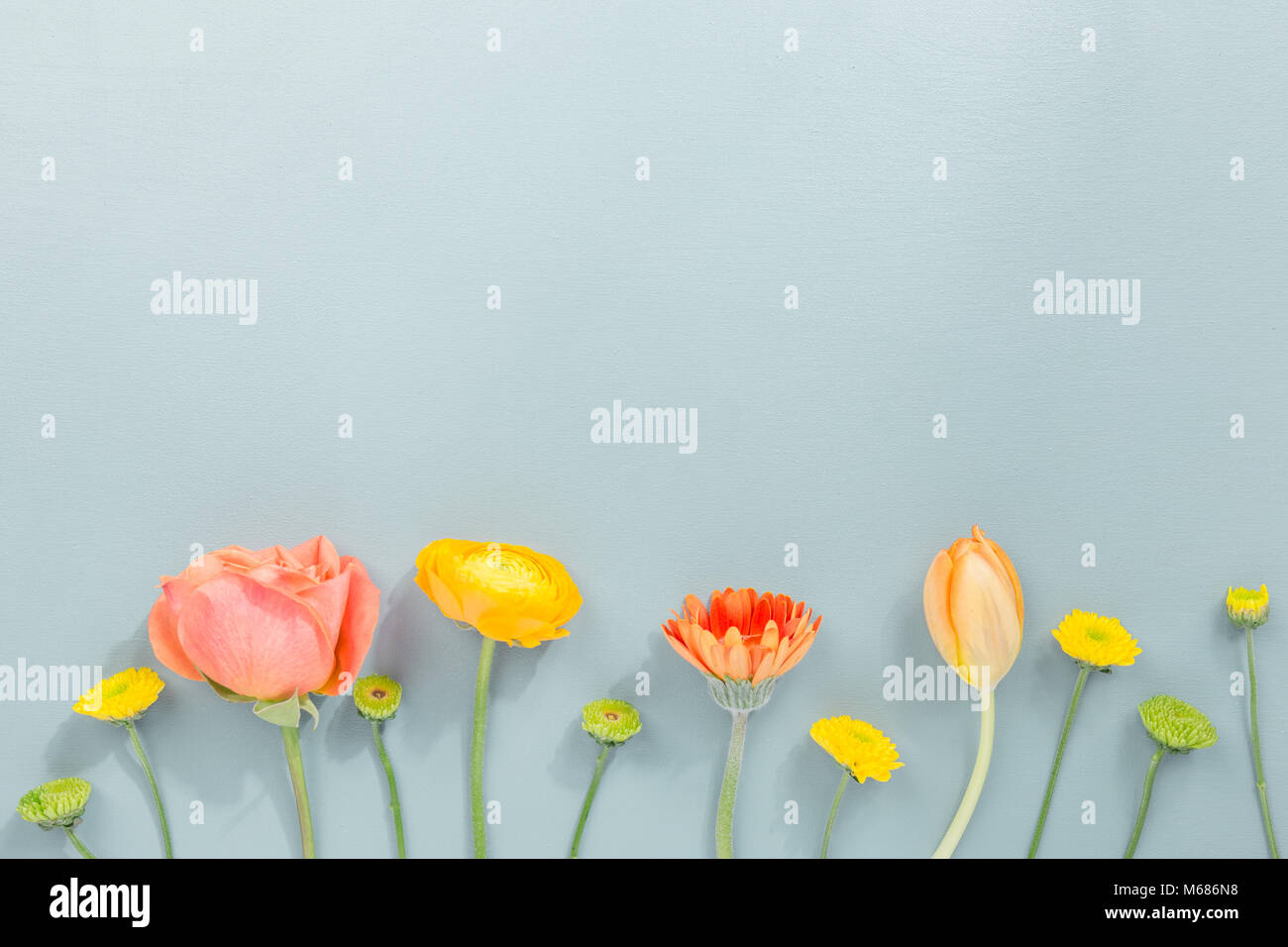 Flat lay of arranged blooming spring flowers with green stems on pastel ...