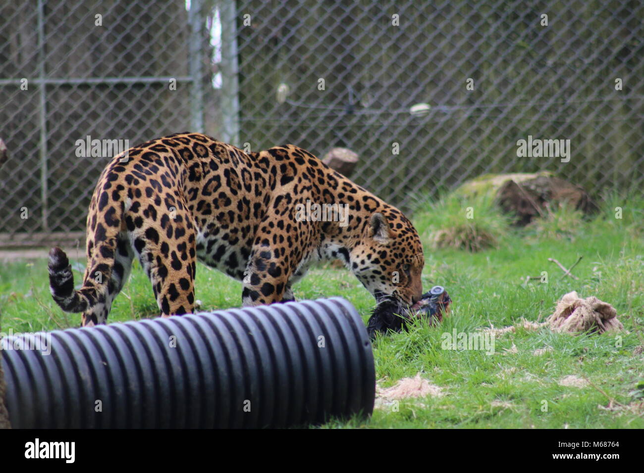 Jaguar Eating High Resolution Stock Photography and Images - Alamy