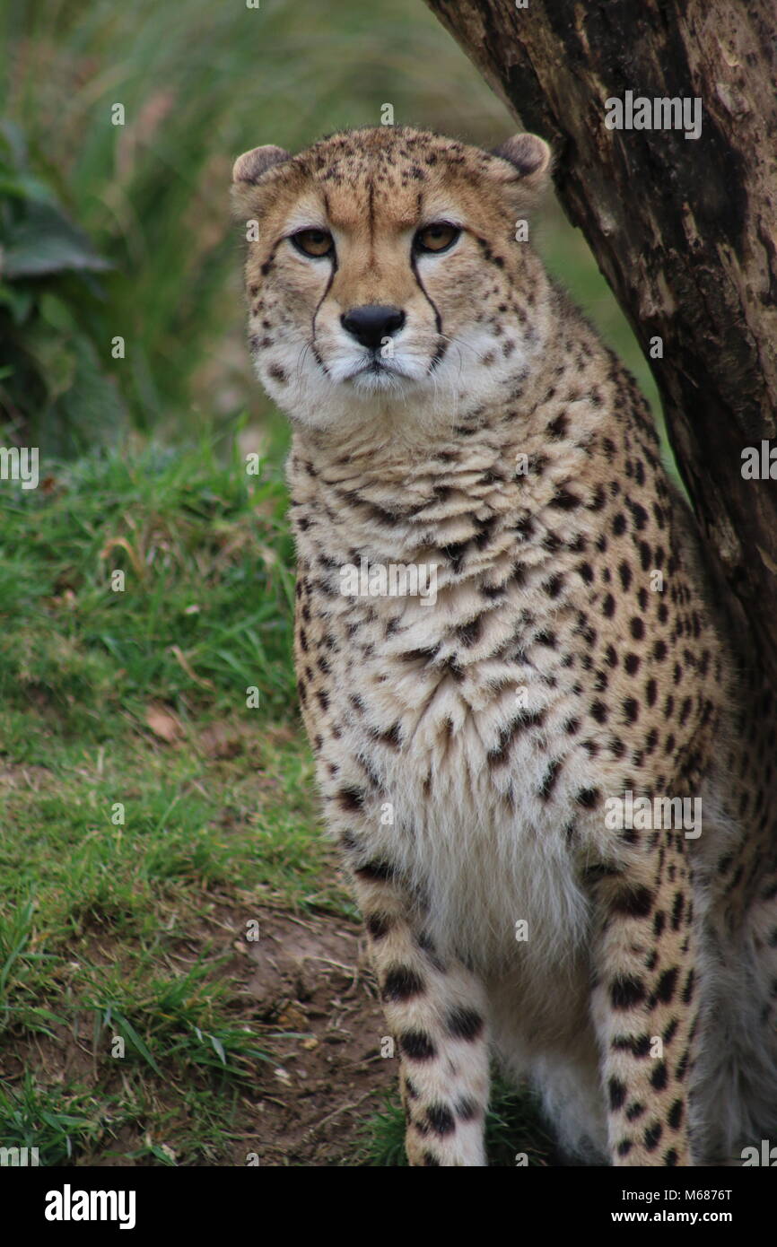 Spotted big cat hi-res stock photography and images - Alamy