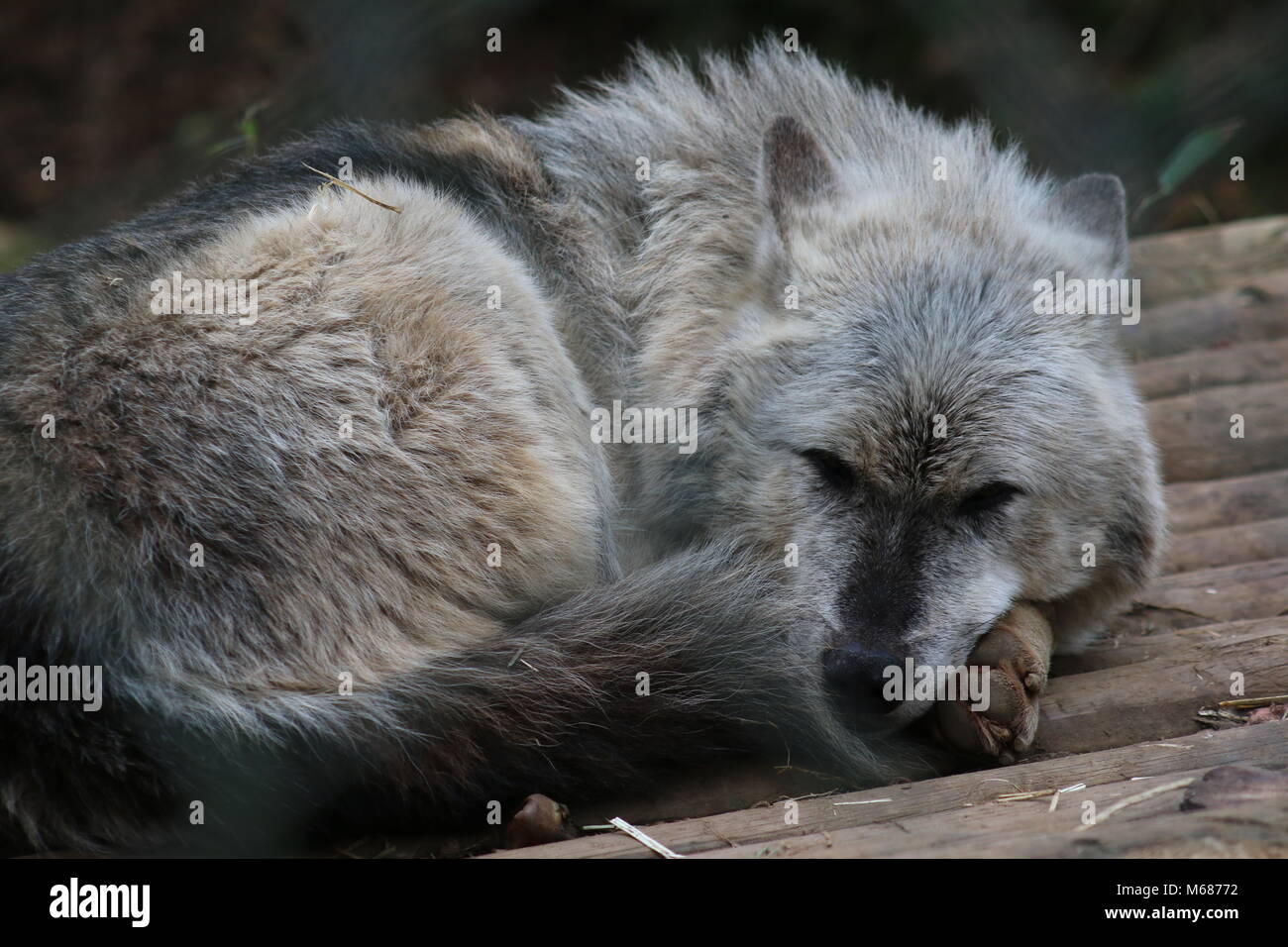 Grey / Gray Wolf laying down Stock Photo - Alamy