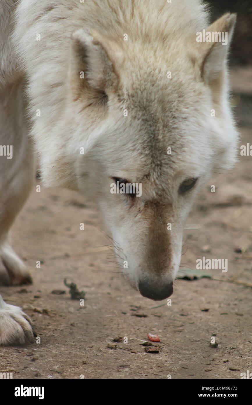 Grey / Gray Wolf face Stock Photo - Alamy