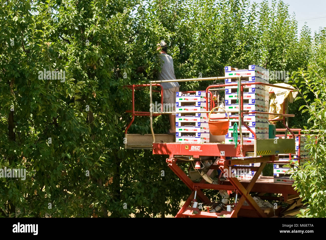 Italian plum orchard hi-res stock photography and images - Alamy