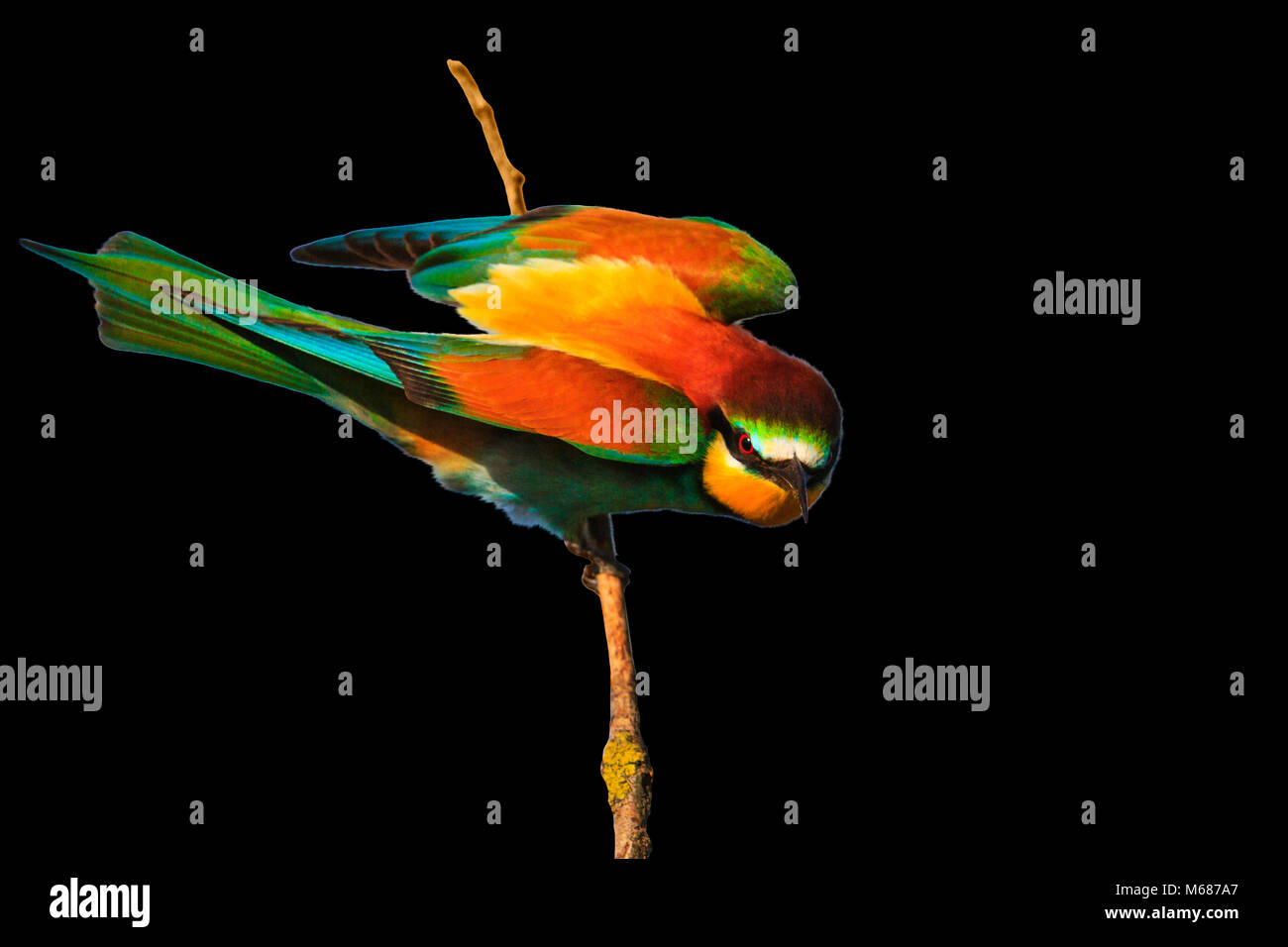 angry colored bird on a branch isolated on black , design and wildlife ...