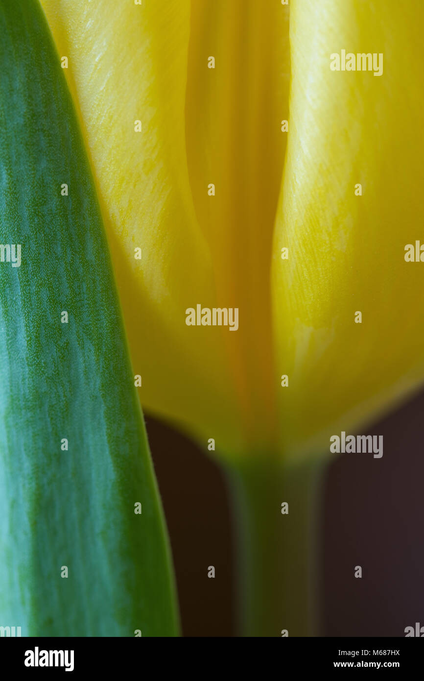 Macrophotography macro hi-res stock photography and images - Alamy