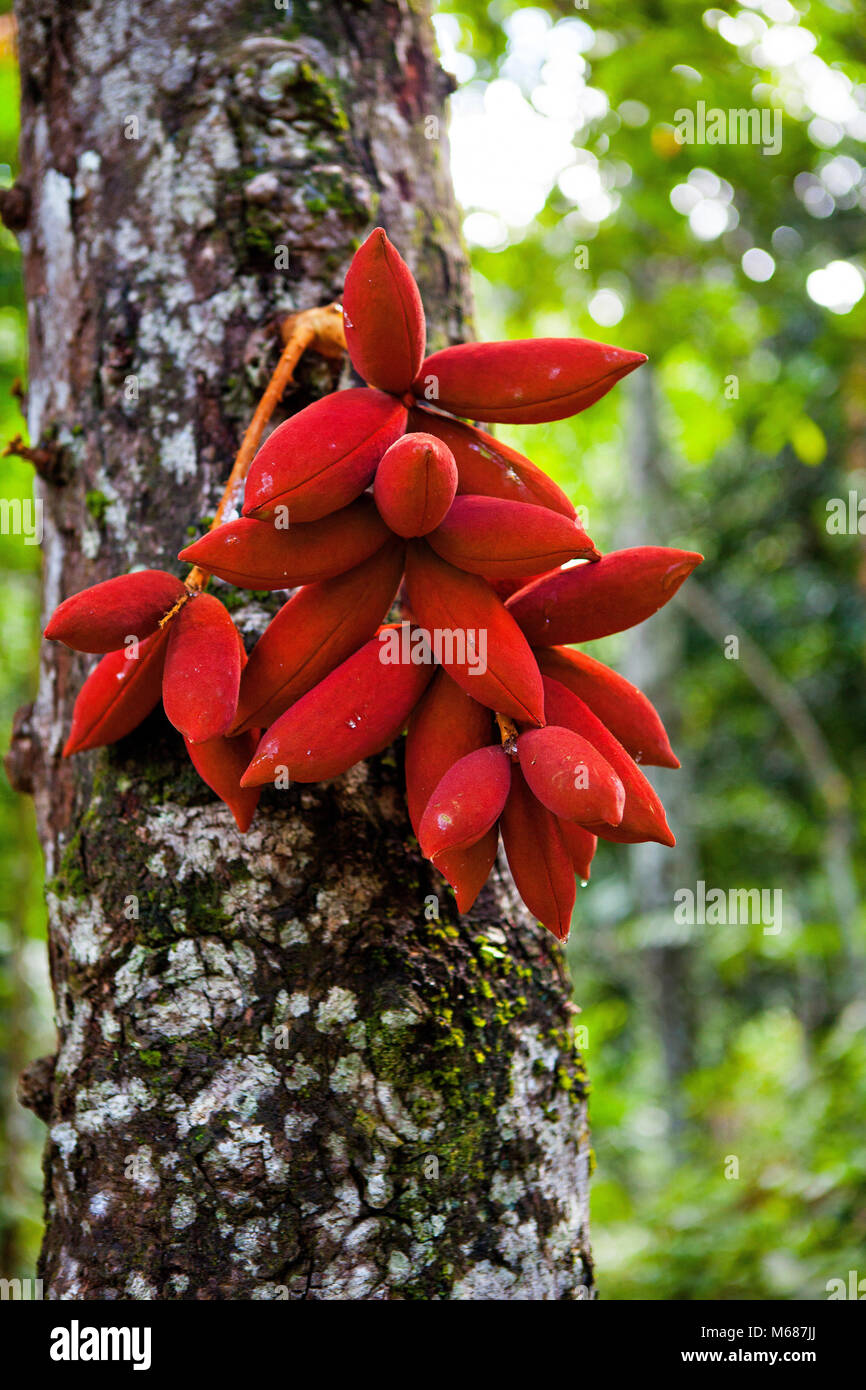 Fruit of the Kalumpang Tree in the Rainforest Discovery Centre in ...