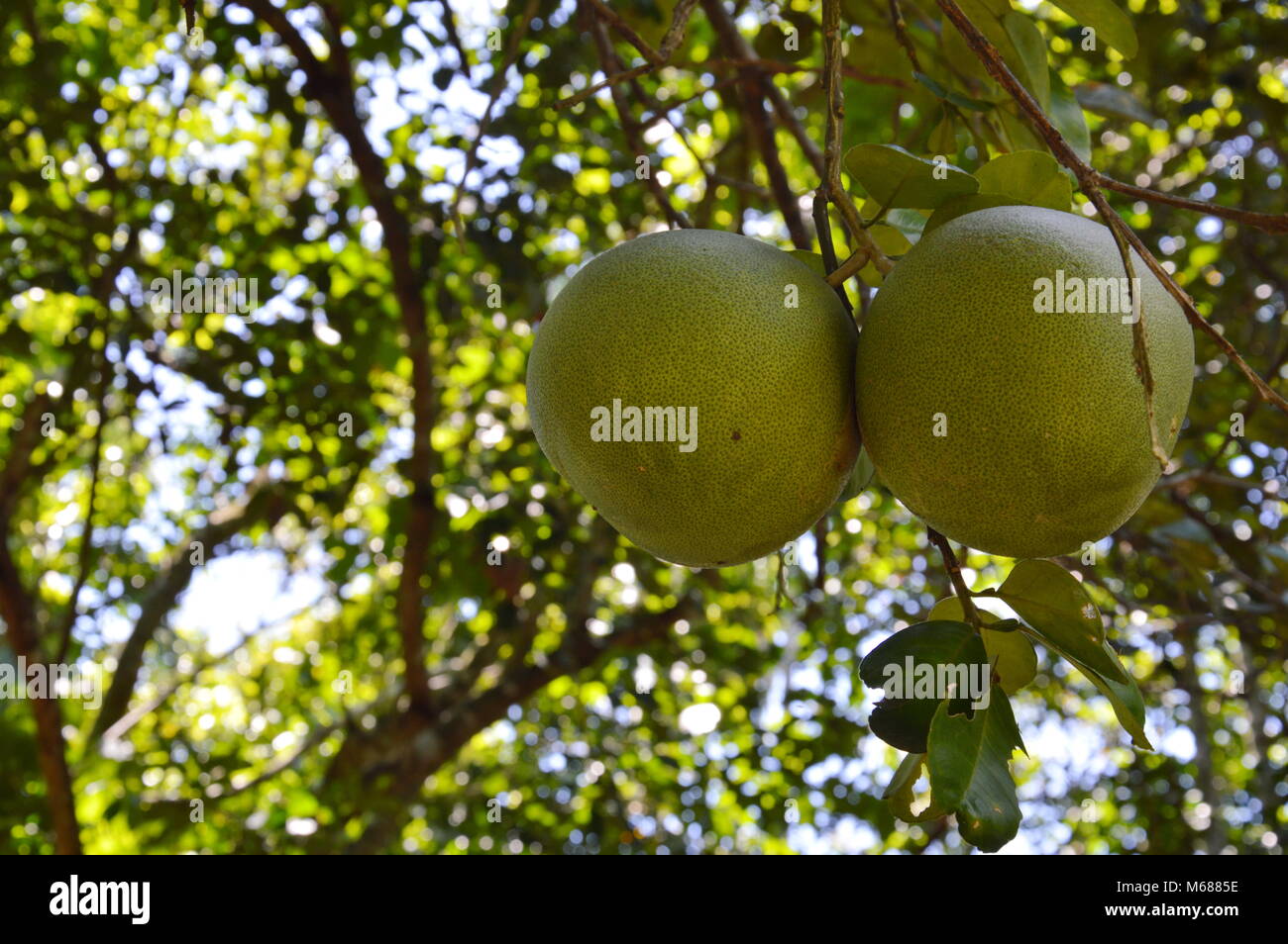 grapefruit growth on branch in farm Stock Photo - Alamy