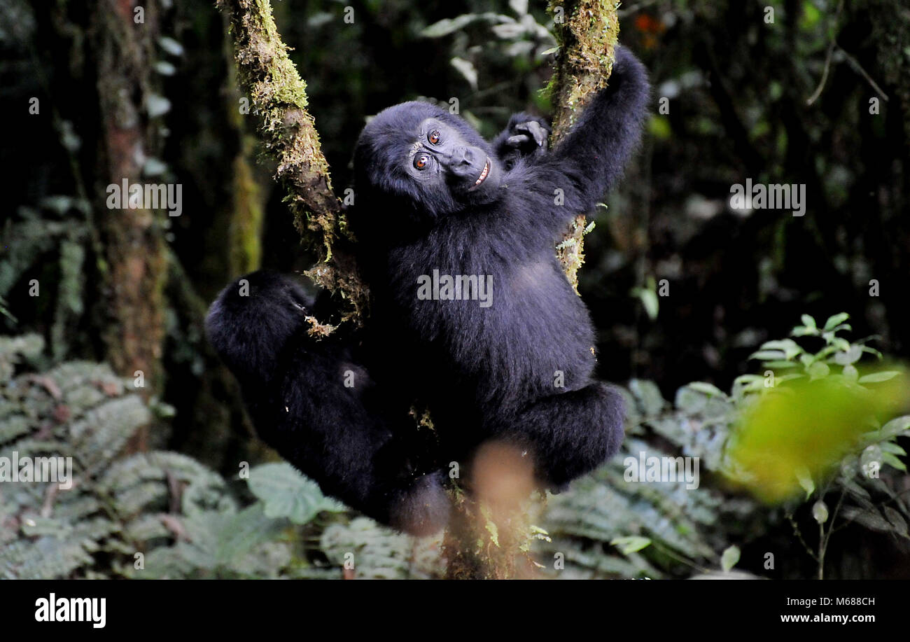 Gorilla smile hi-res stock photography and images - Alamy