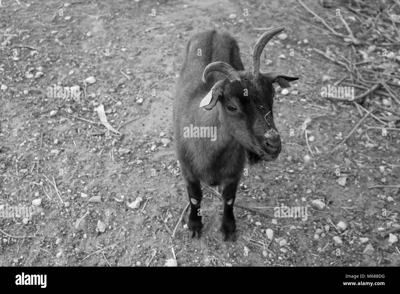 Cute little goat B&W Stock Photo - Alamy