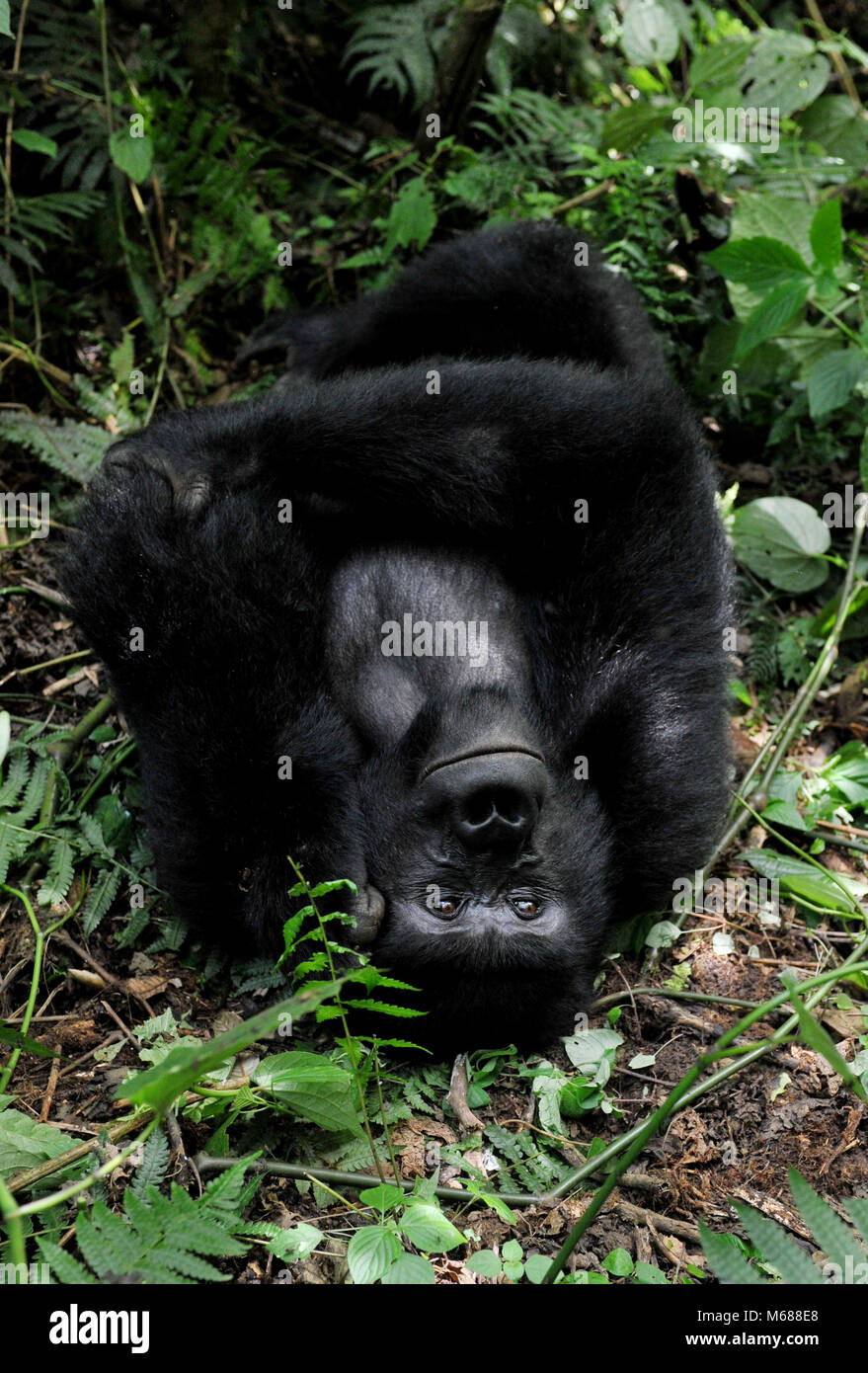 Gorilla laying on her back in Uganda Stock Photo - Alamy