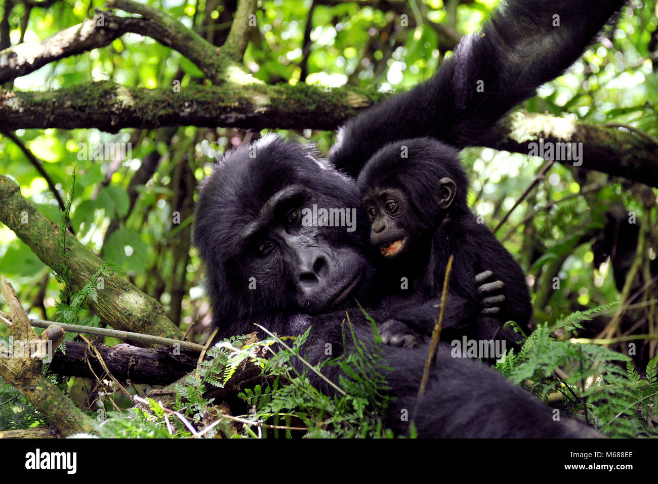 Smiling monkey forest tree hi-res stock photography and images - Alamy