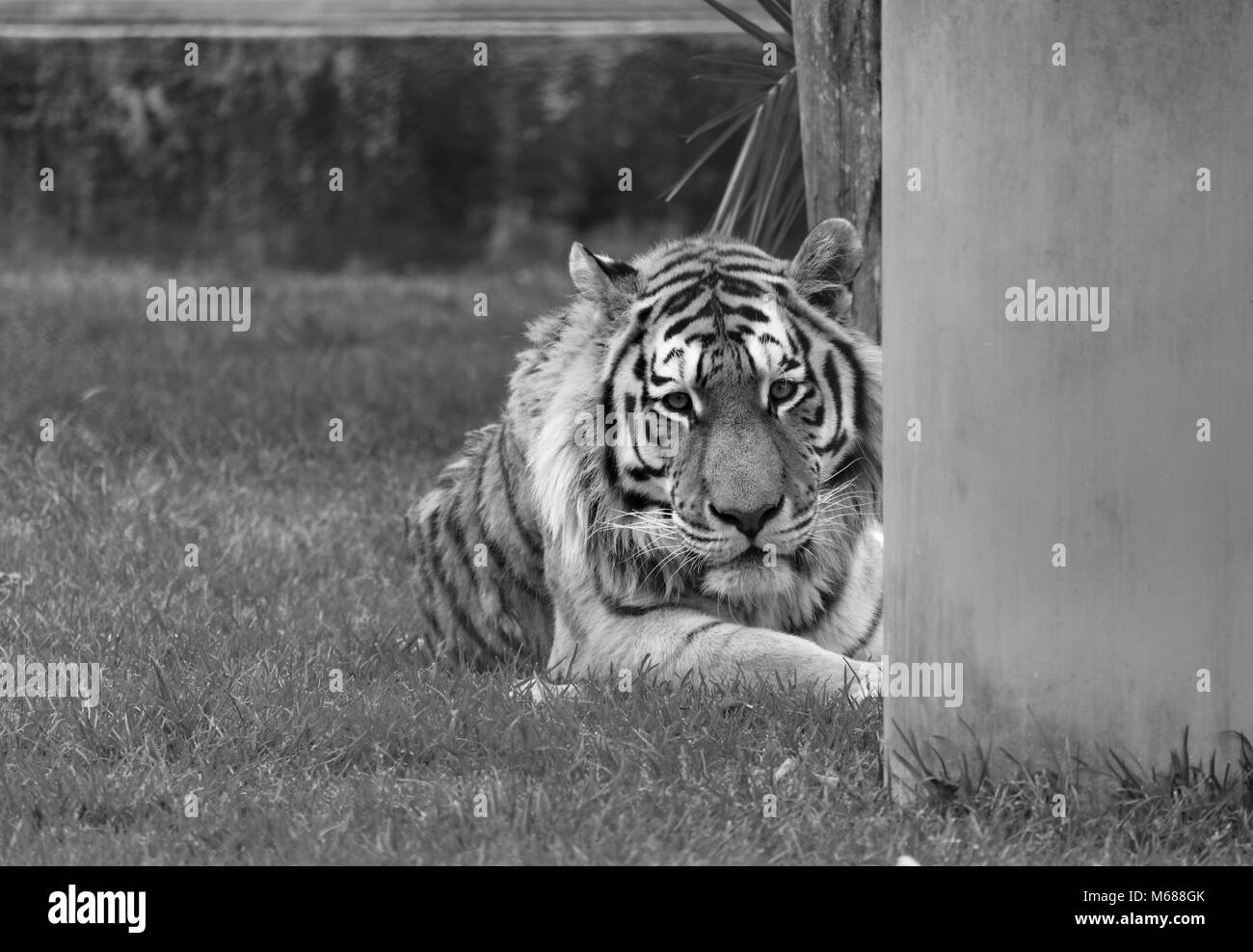 Tiger B&W Stock Photo - Alamy