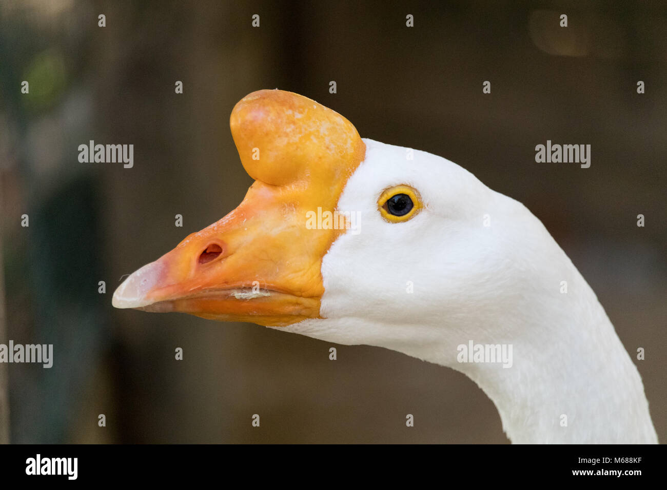 Chinese geese close up hi-res stock photography and images - Alamy