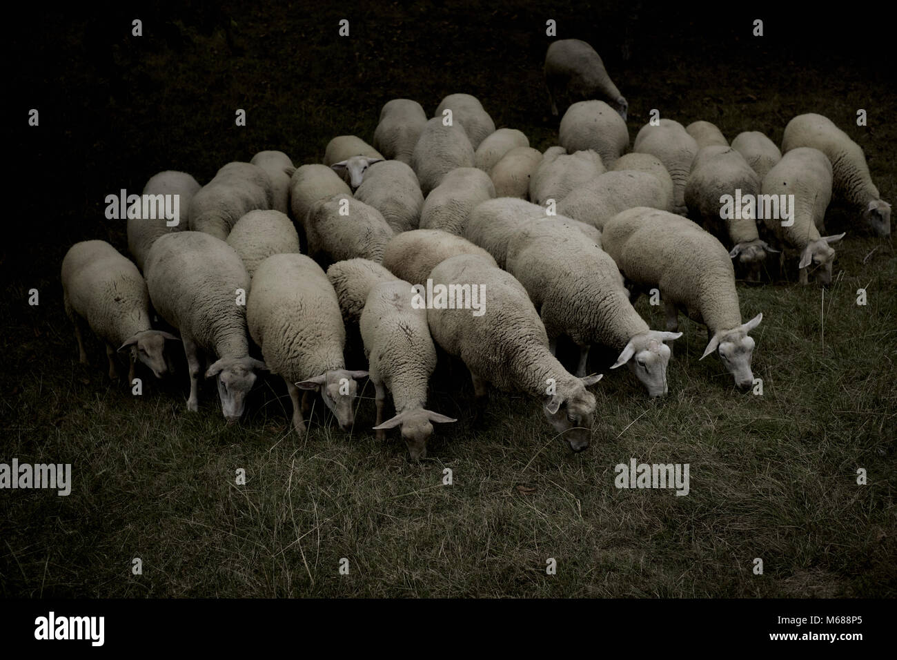 A flock of sheep farm livestock Stock Photo - Alamy