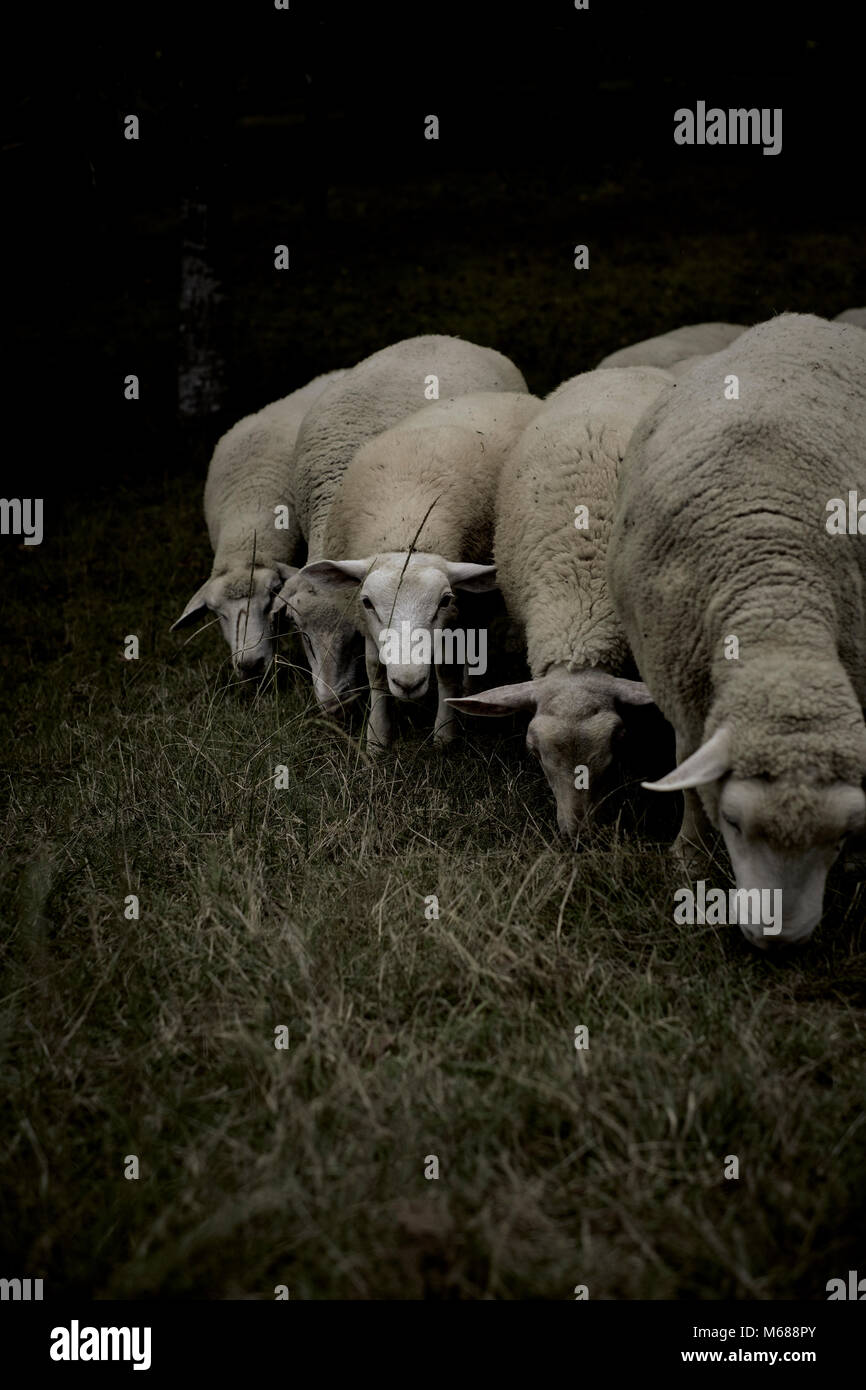 A flock of sheep in a line Stock Photo - Alamy