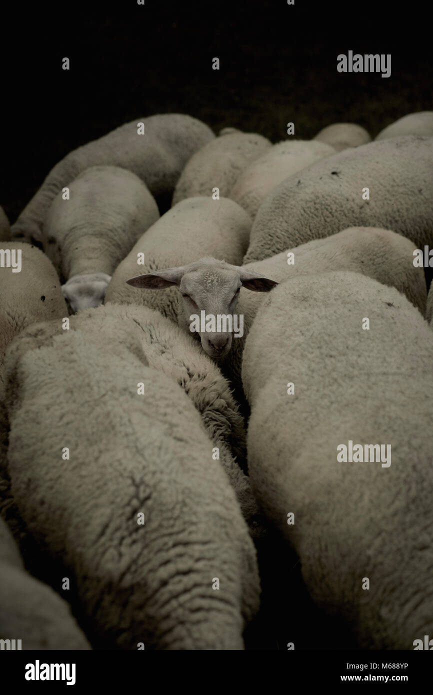 A flock of sheep farm livestock Stock Photo - Alamy