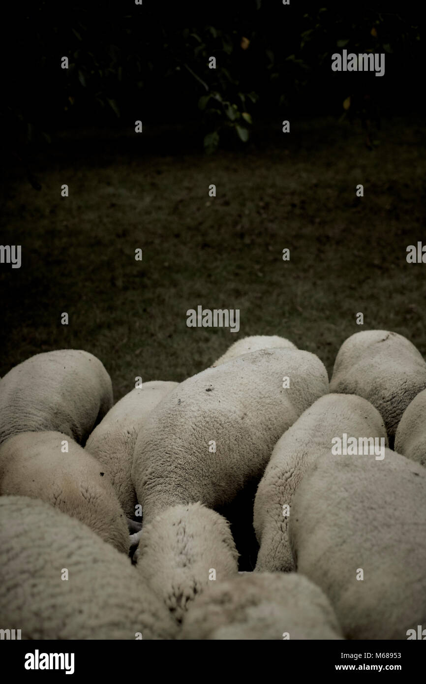 Sheep farm hi-res stock photography and images - Alamy