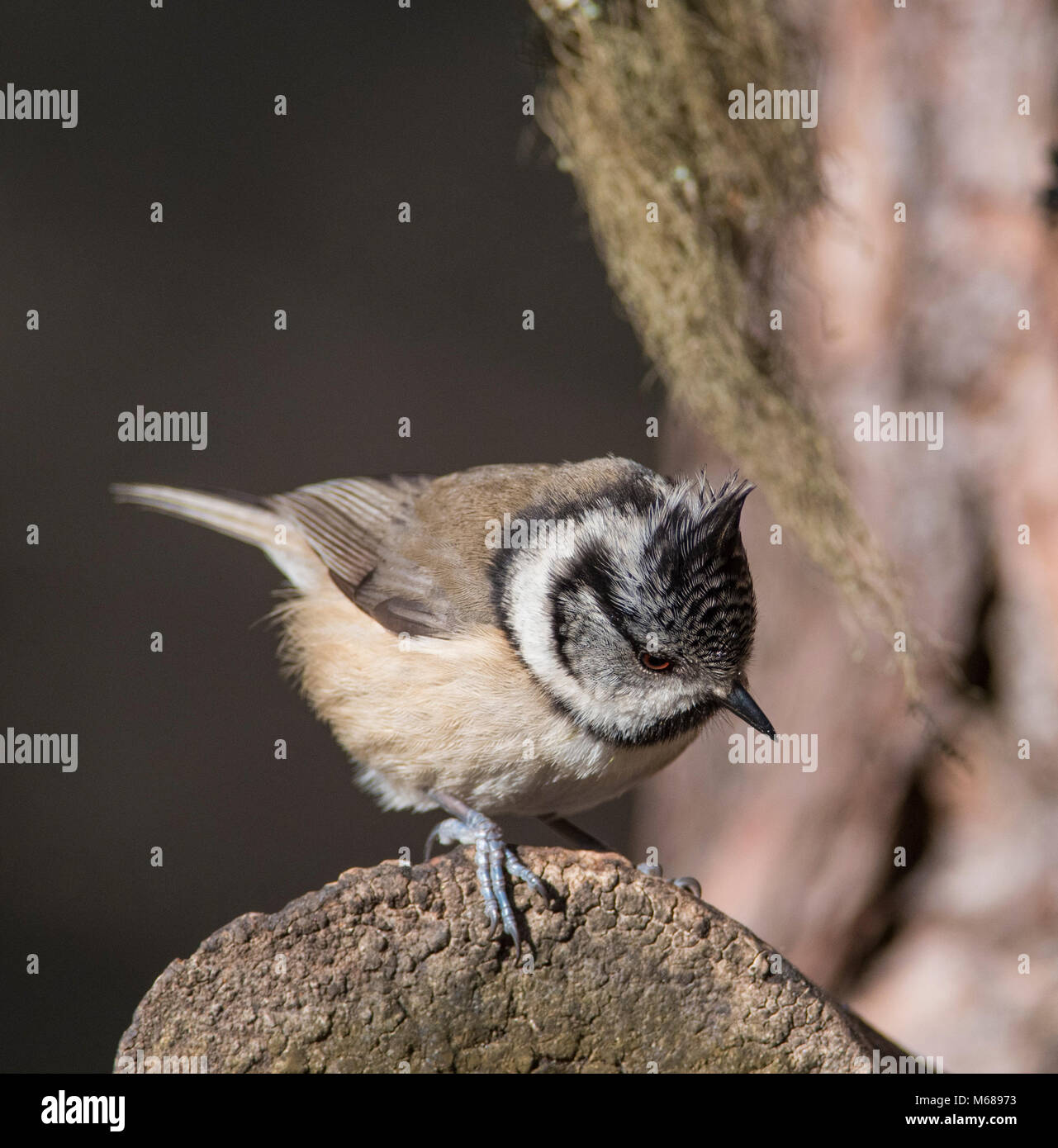 Crested Tit (Lophophanes cristatus) sat in a Caledonian Pine tree in ...