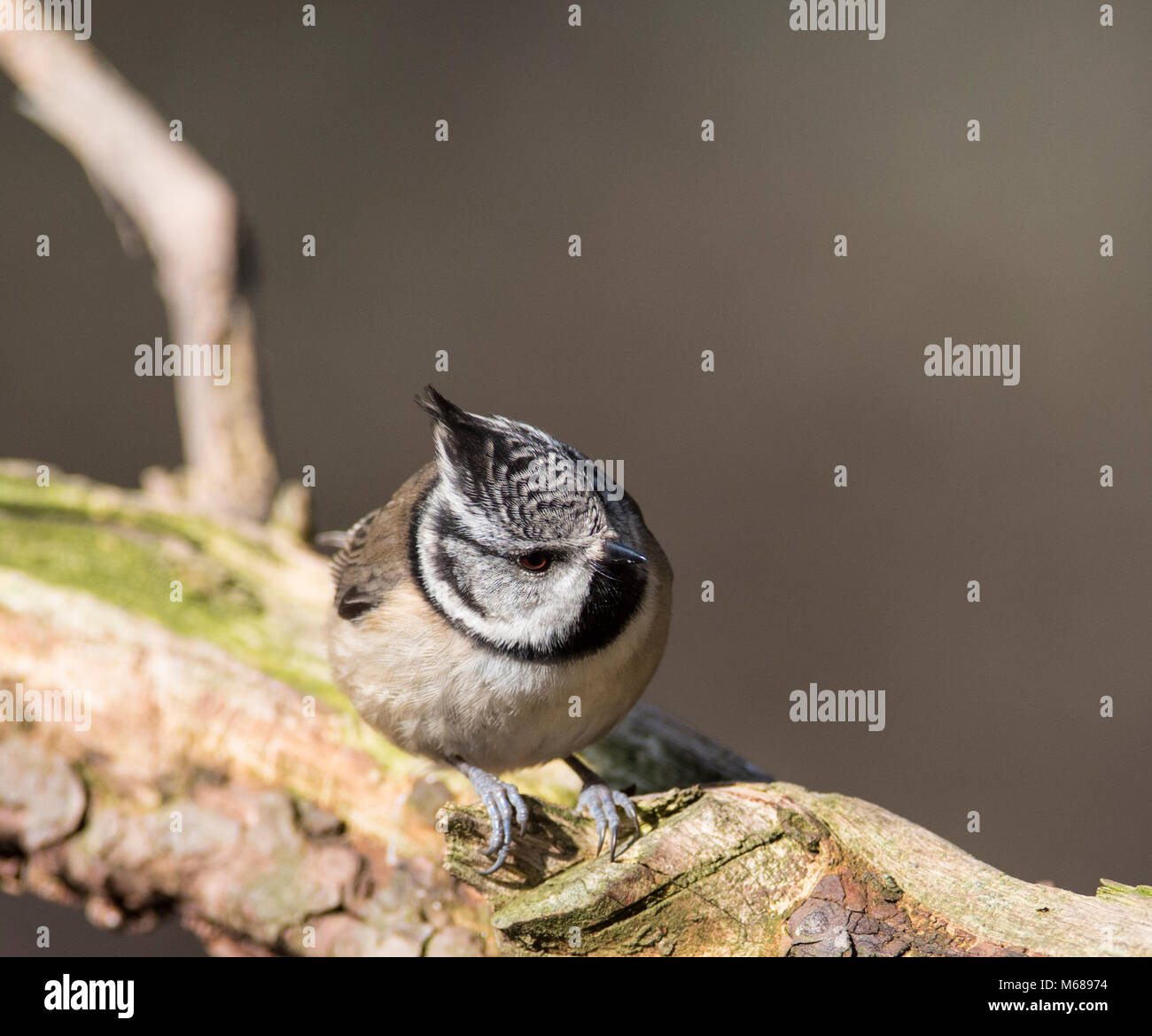 Crested Tit (Lophophanes cristatus) sat in a Caledonian Pine tree in ...