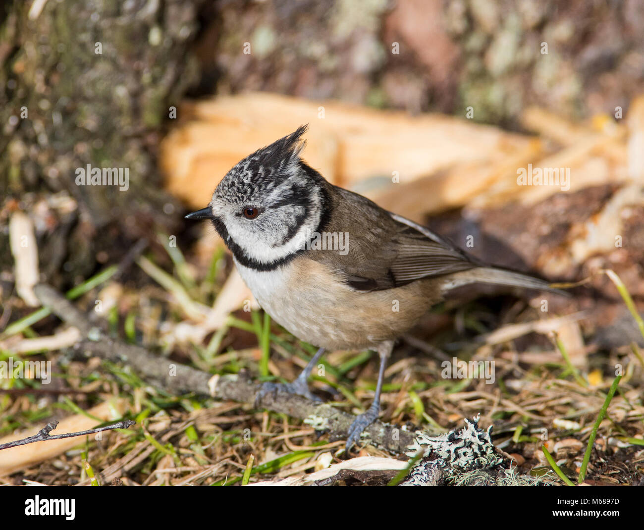 Crested Tit (Lophophanes cristatus) sat in a Caledonian Pine tree in ...
