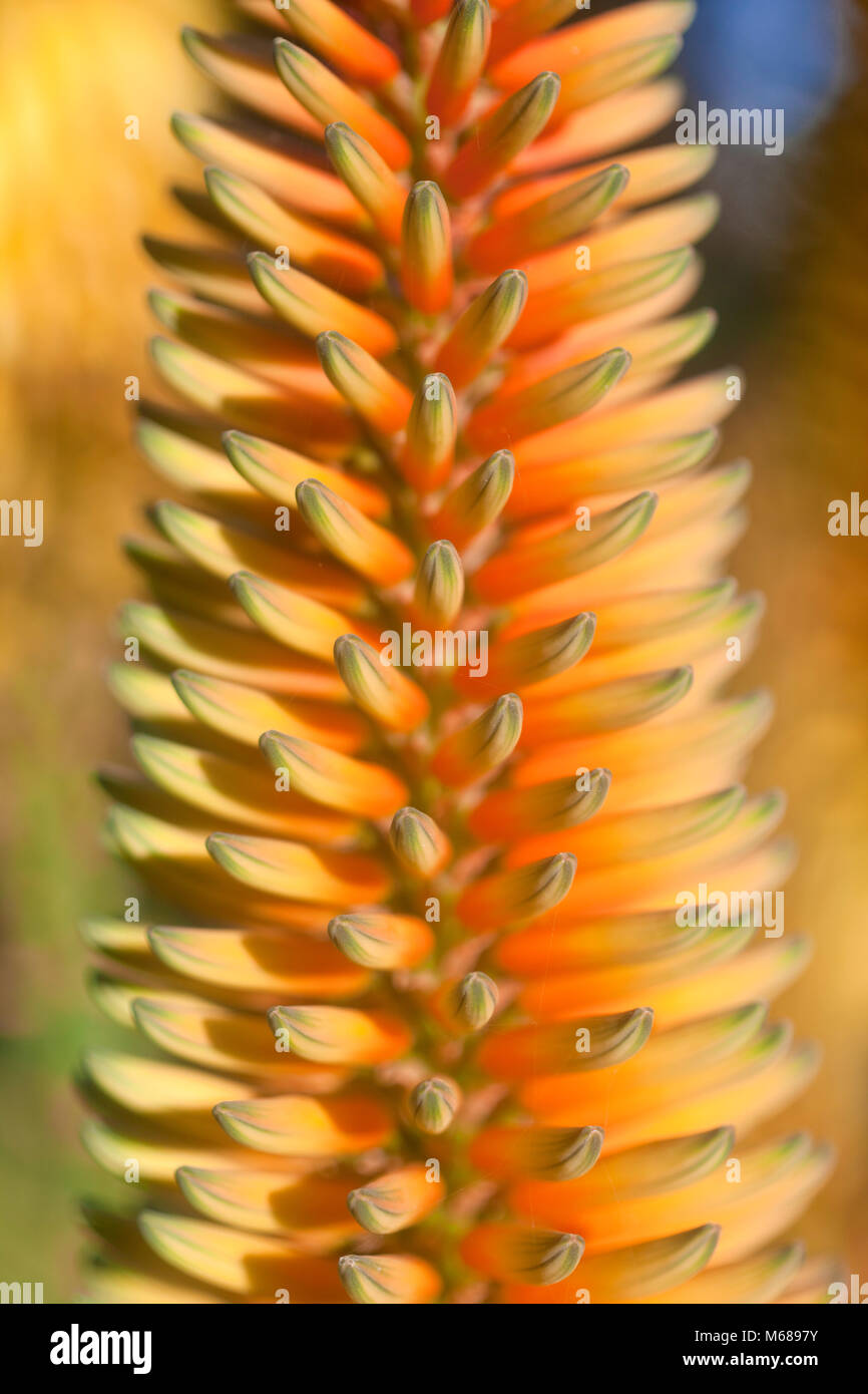 Orange agave flower hi-res stock photography and images - Alamy
