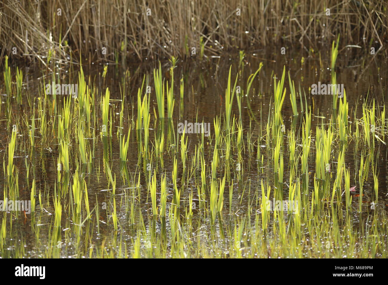 Reeds growing in the swamp Stock Photo - Alamy