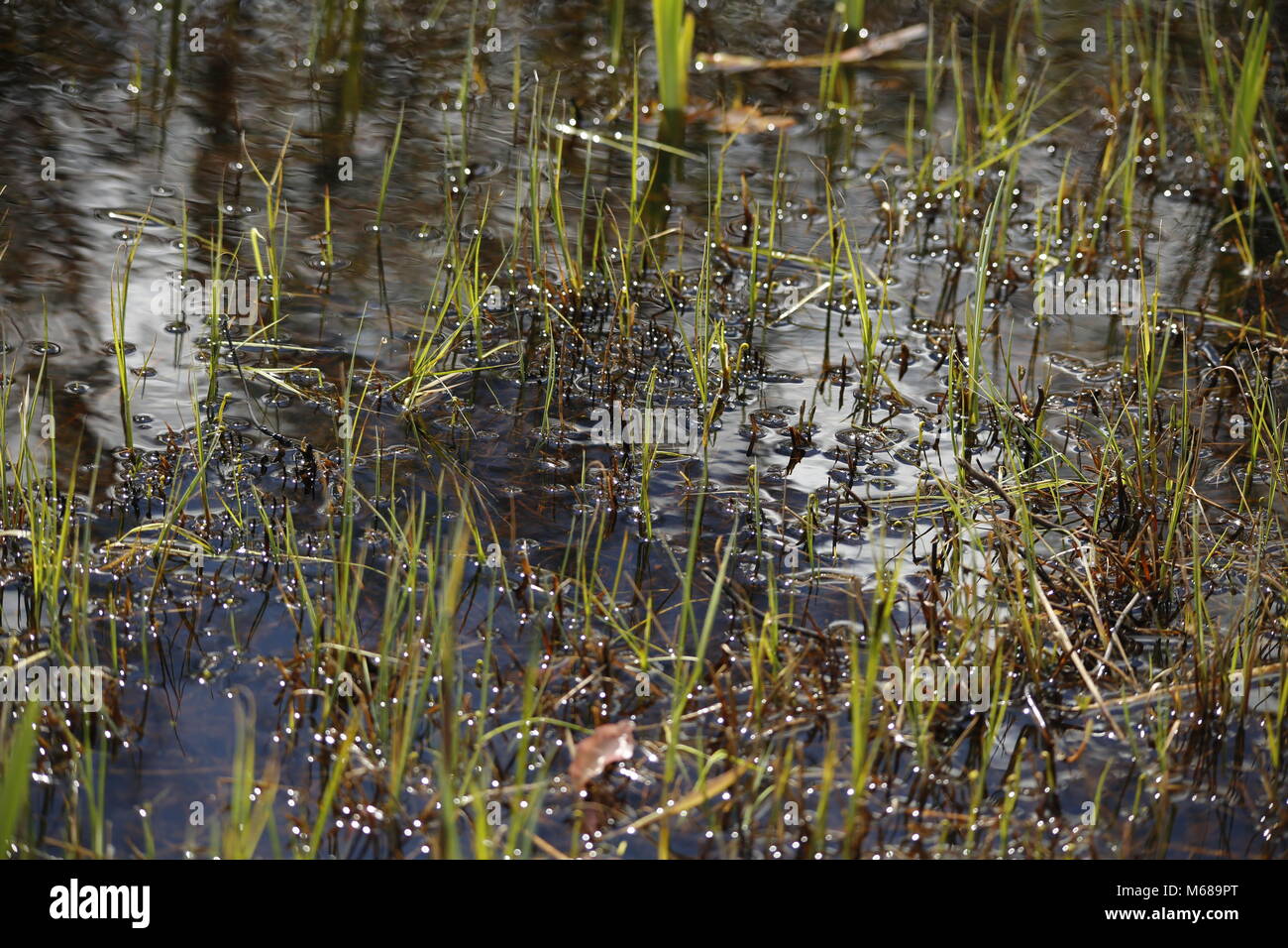 Reeds and other plants growing in a swamp Stock Photo - Alamy