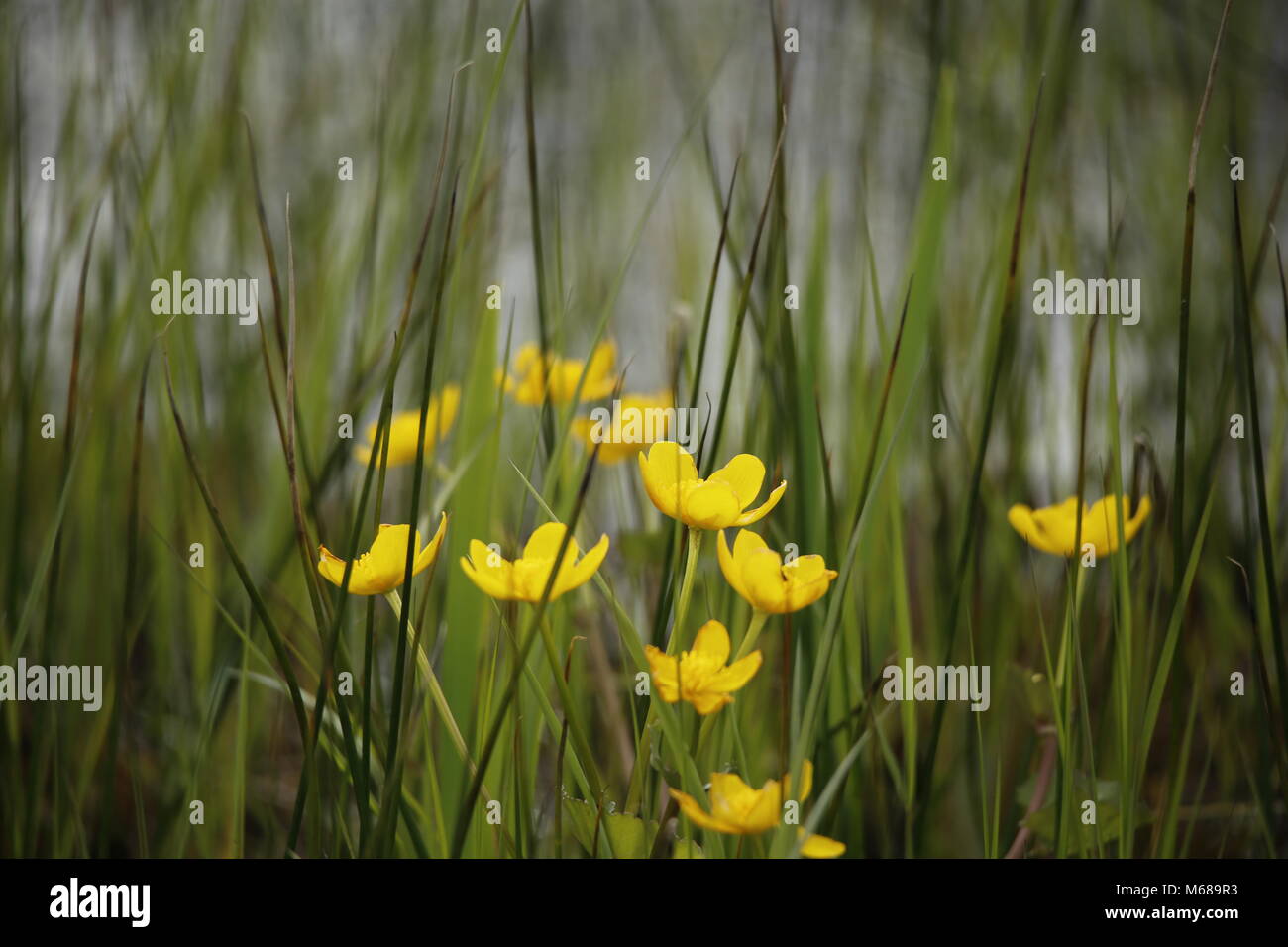 Beautiful yellow Caltha palustris springflowers in a swamp Stock Photo ...