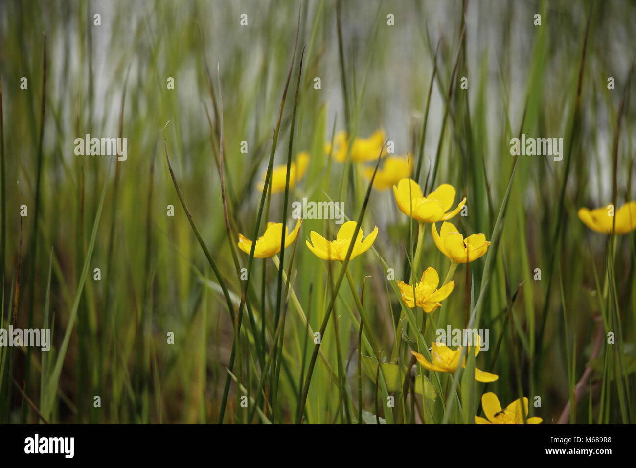 Beautiful yellow Caltha palustris springflowers in a swamp Stock Photo ...