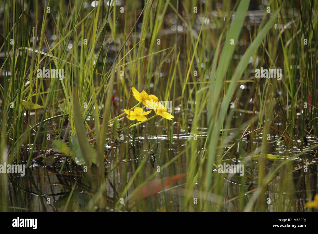 Beautiful yellow Caltha palustris springflowers in a swamp Stock Photo ...
