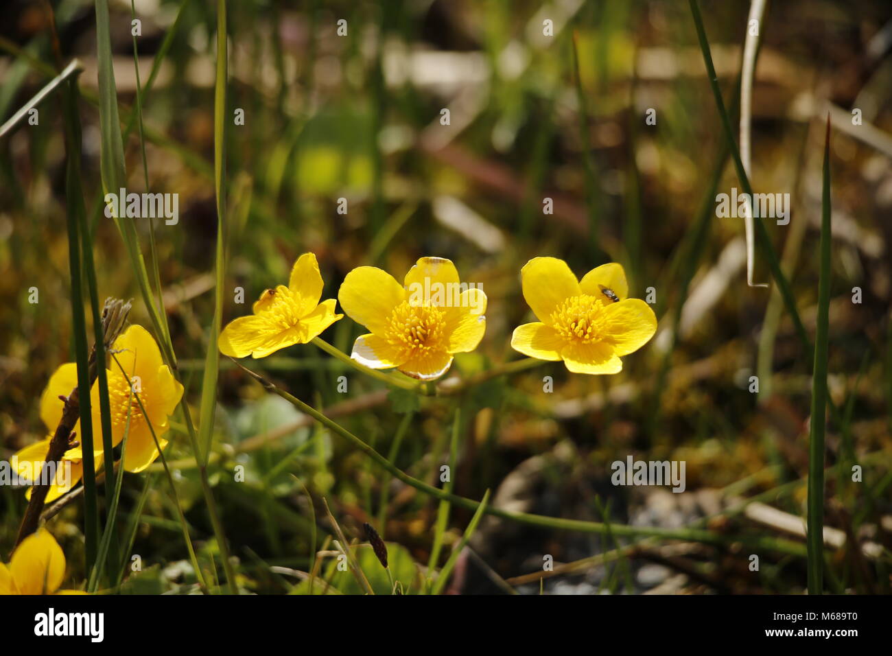 Beautiful yellow Caltha palustris springflowers in a swamp Stock Photo ...