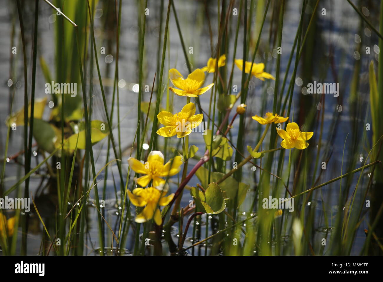 Beautiful yellow Caltha palustris springflowers in a swamp Stock Photo ...