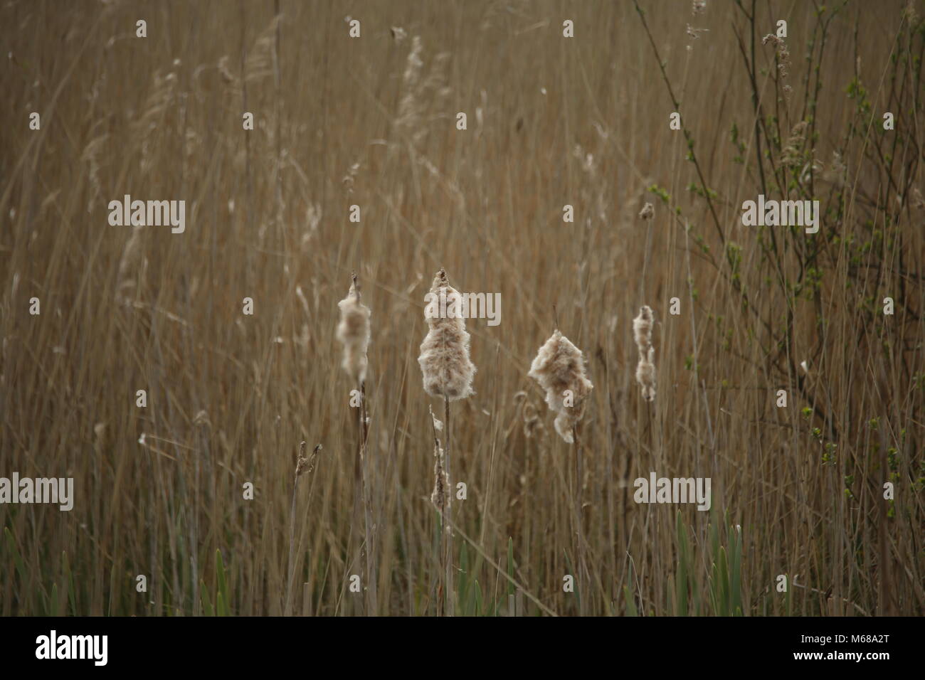 Reeds growing in the swamp Stock Photo - Alamy