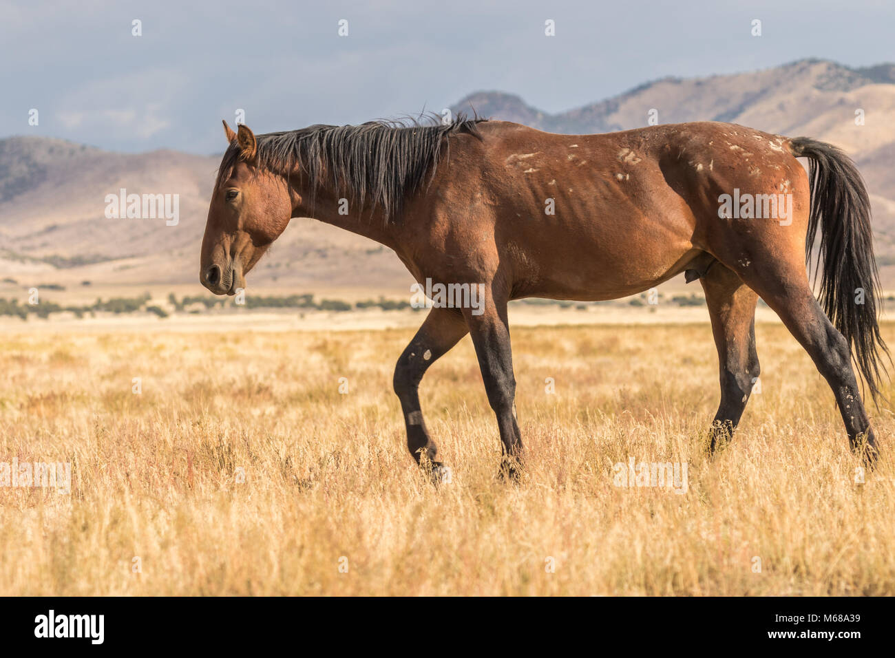 Majestic Wild Horse in the Utah Desert Stock Photo - Alamy