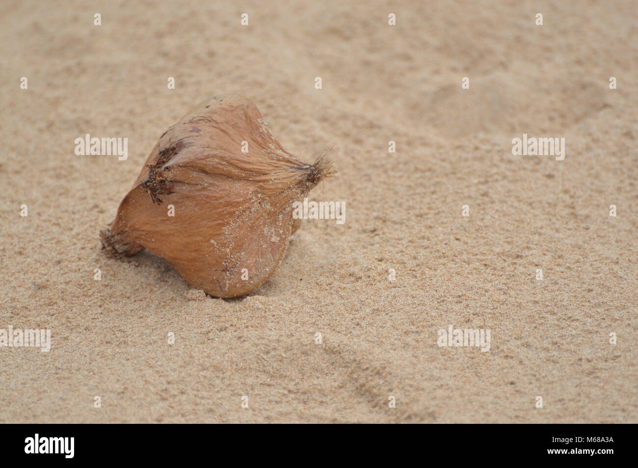 Coconut shell in a Beach Stock Photo - Alamy