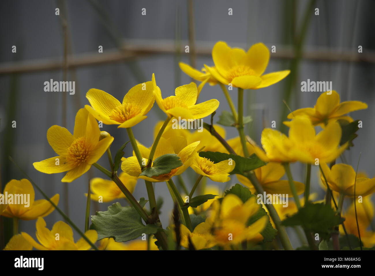 Beautiful yellow Caltha palustris springflowers in a swamp Stock Photo ...