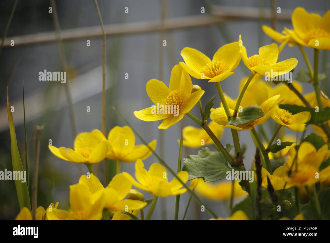Beautiful yellow Caltha palustris springflowers in a swamp Stock Photo ...
