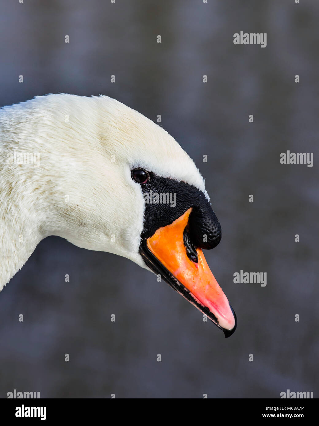Cob Swan High Resolution Stock Photography and Images - Alamy