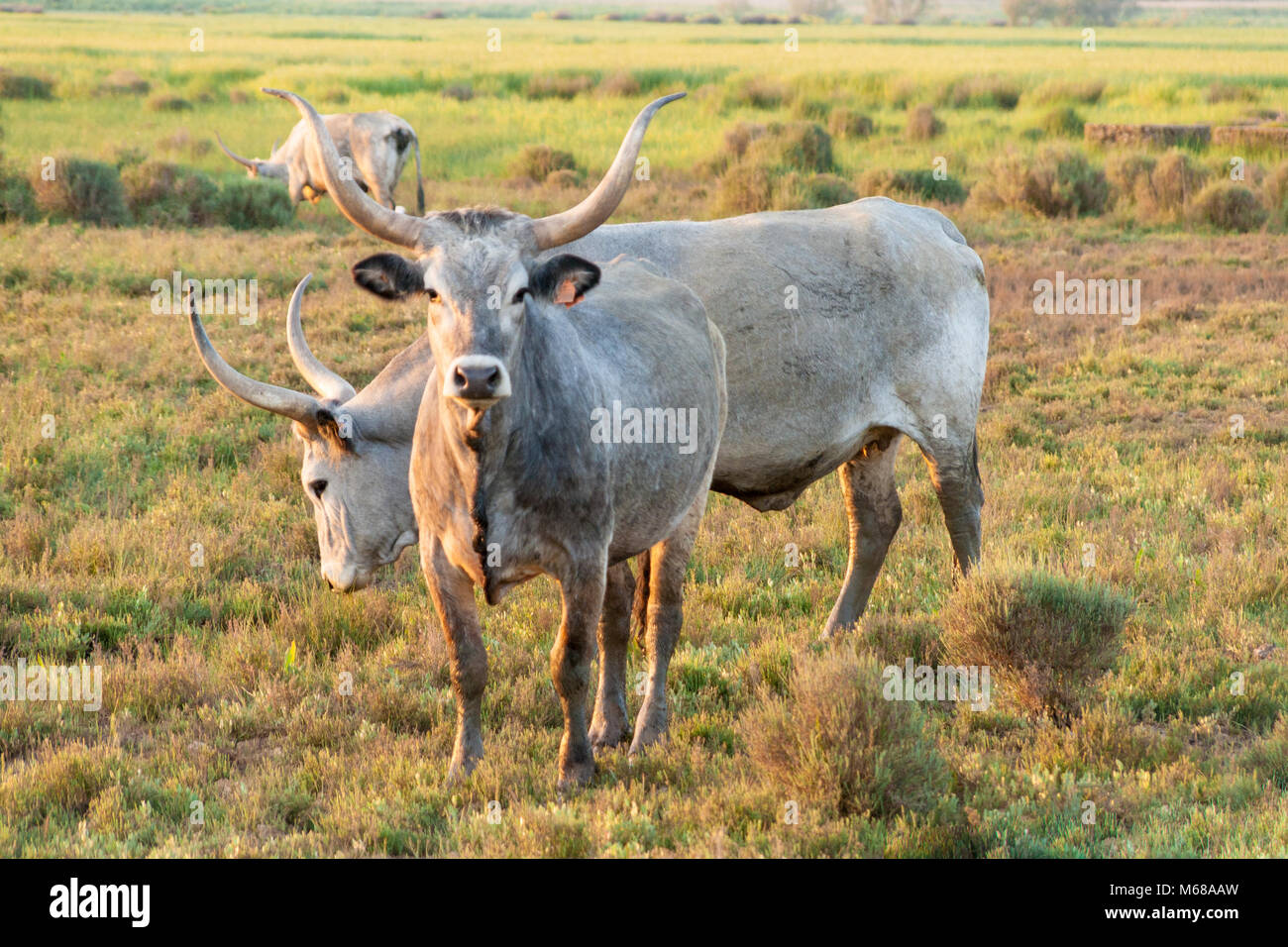 Maremmana cows grazing in the tuscan country near Follonica, Italy ...