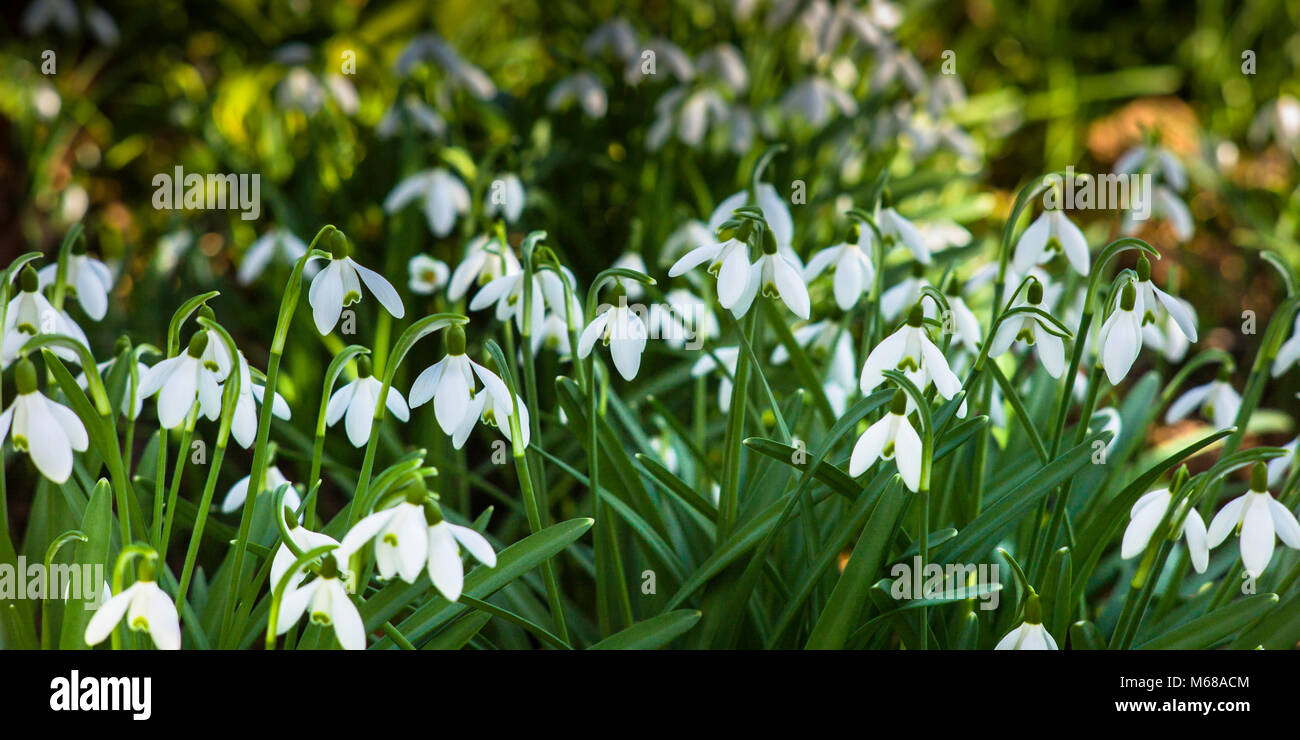 A large clump of snowdrops in full bloom Stock Photo - Alamy