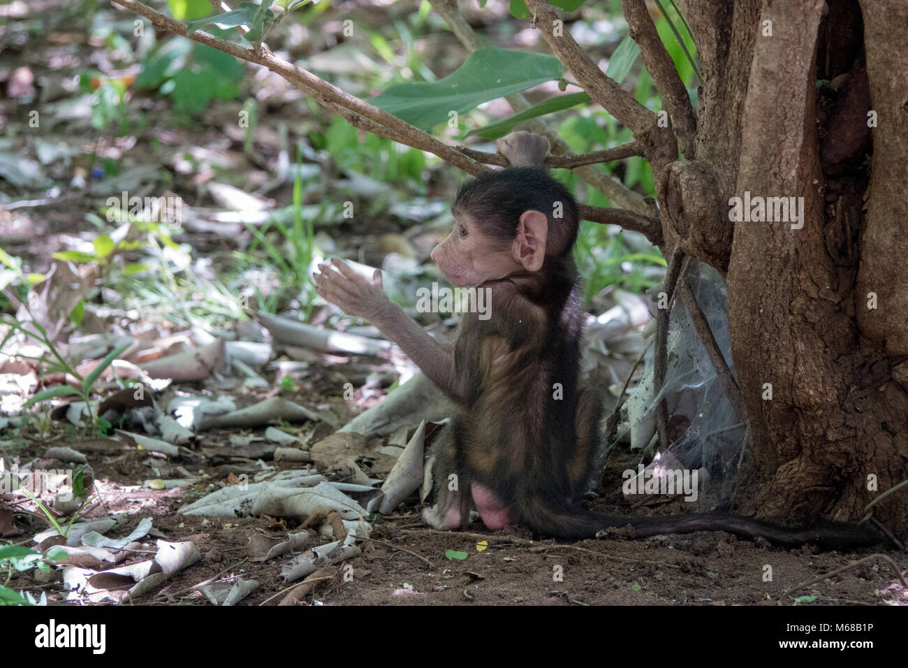 baby monkey under tree Stock Photo - Alamy