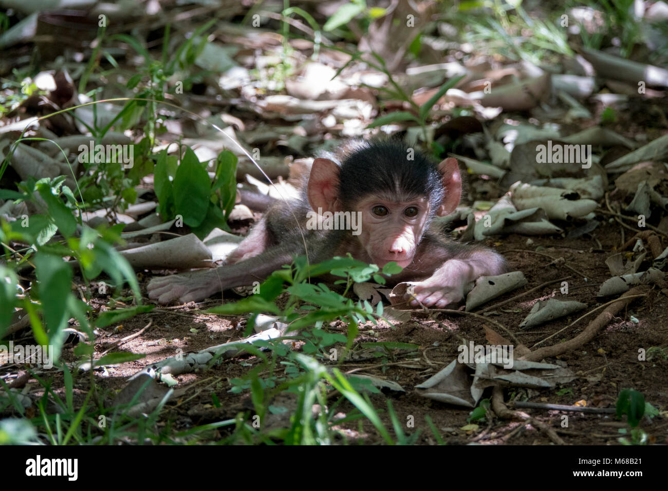 Baby monkey hiding hi-res stock photography and images - Alamy