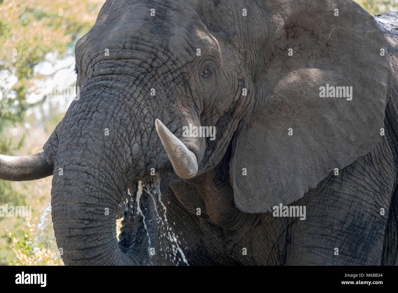 Water dripping from elephant hi-res stock photography and images - Alamy