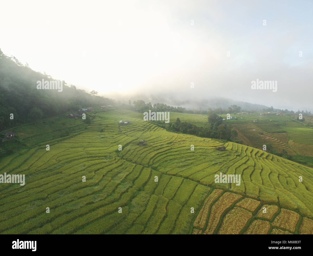 Rice filed hi-res stock photography and images - Alamy