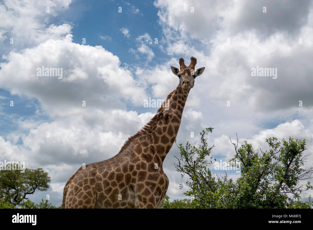 giraffe looking down on you Stock Photo - Alamy