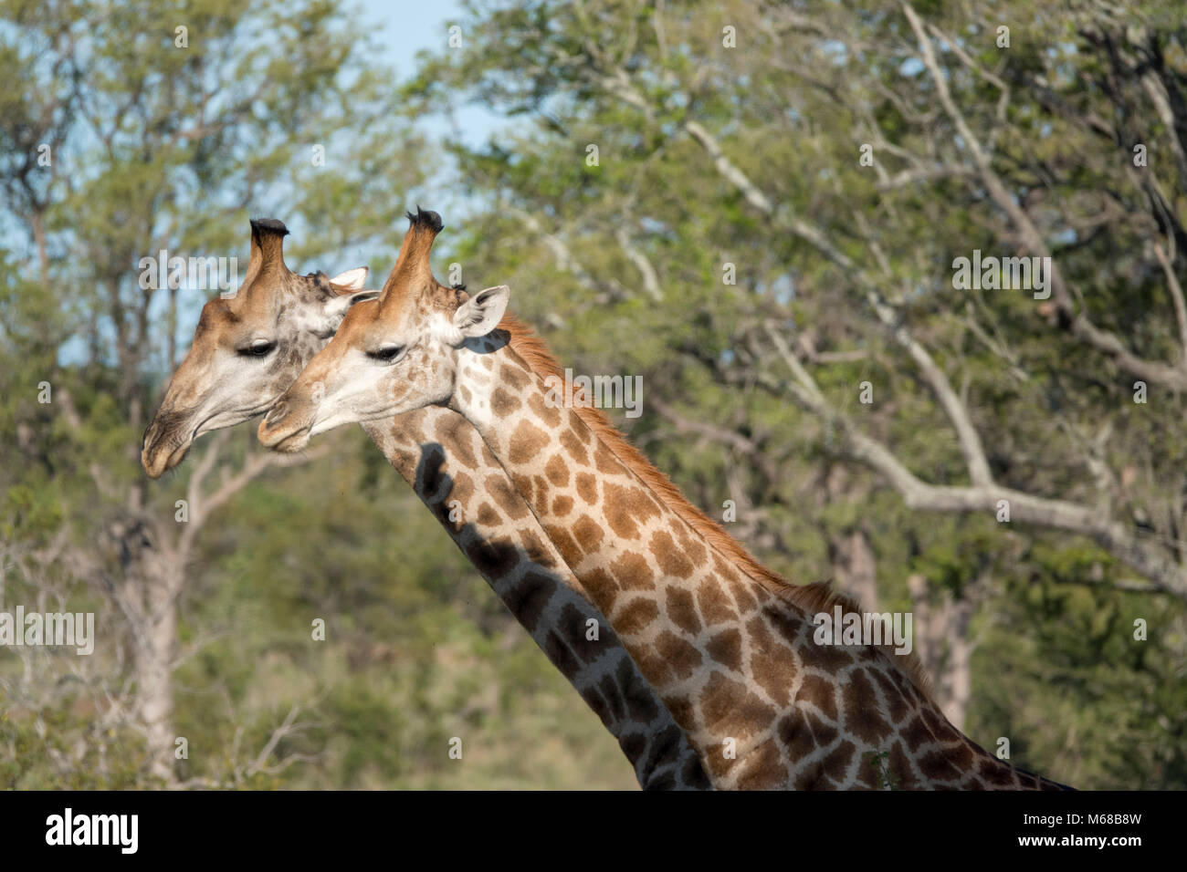 Southh africa hi-res stock photography and images - Alamy
