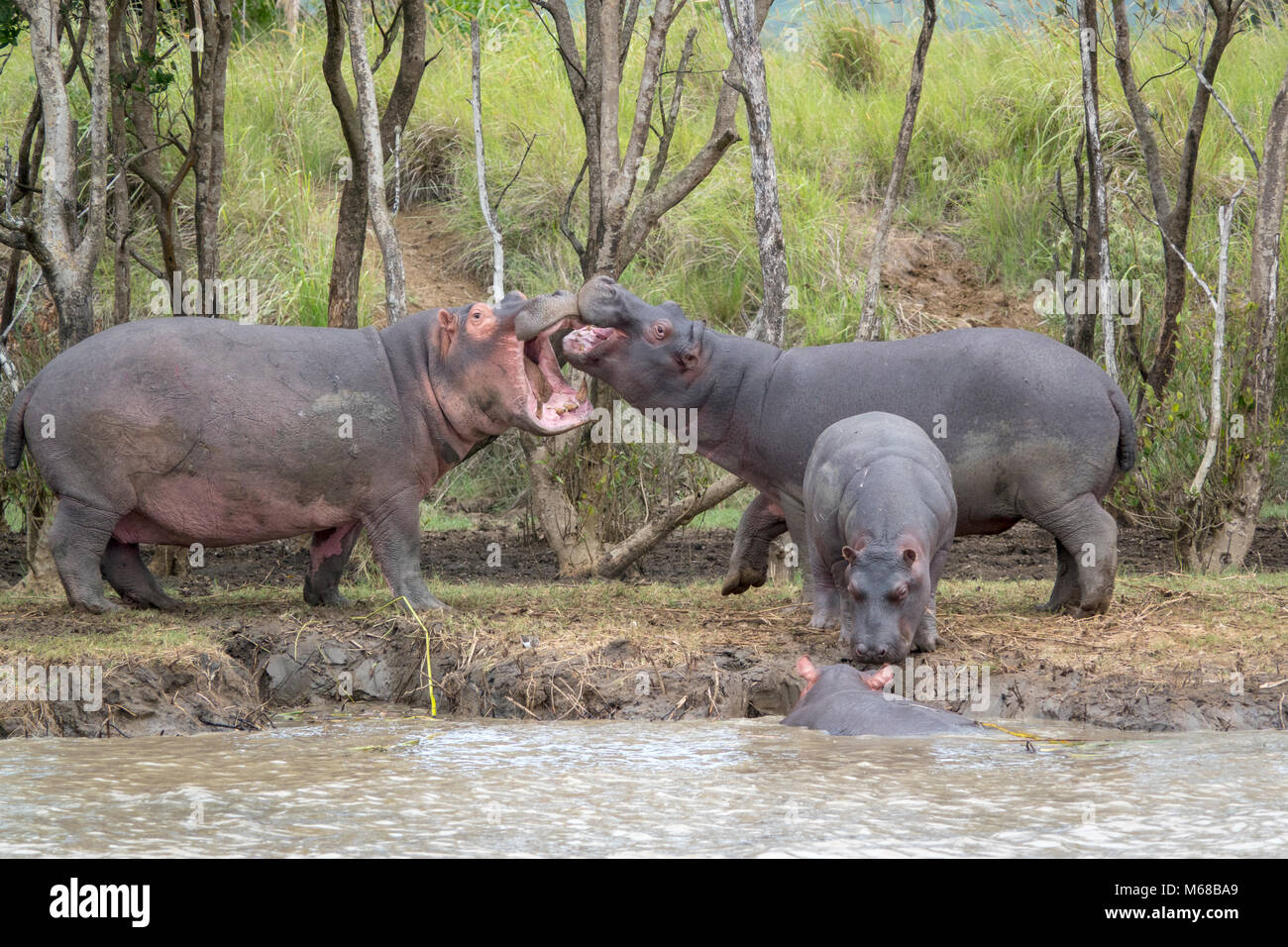 Hippos relaxing hi-res stock photography and images - Alamy