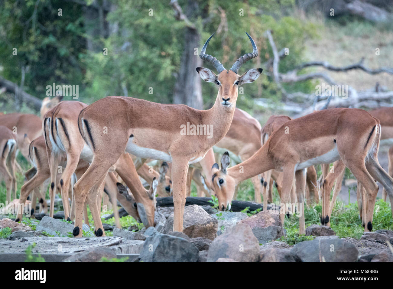 Lion impala hi-res stock photography and images - Alamy