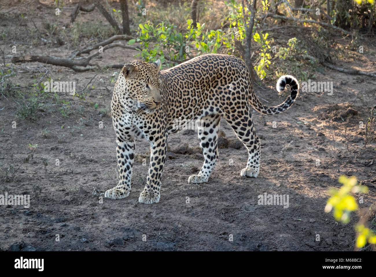 Leopards tail hi-res stock photography and images - Alamy