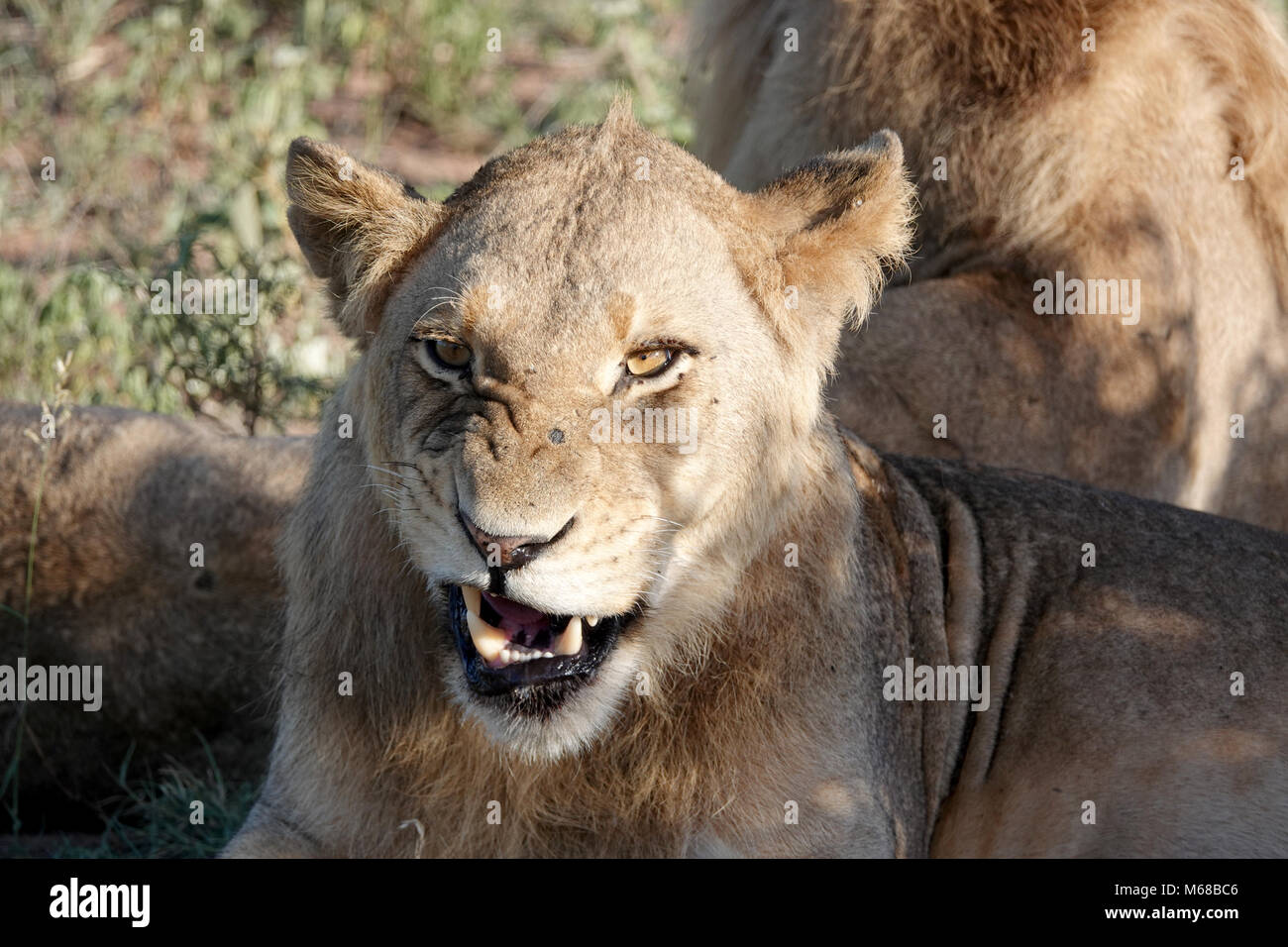 Young male lion Stock Photo - Alamy