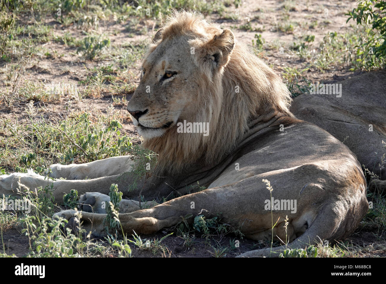 Lion at Rest Stock Photo - Alamy
